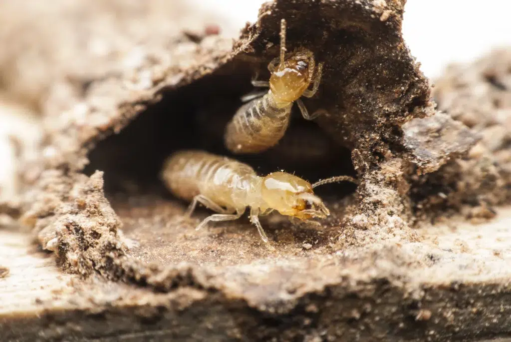 Cost of Termite Treatment in Sydney | Pest Power Sydney